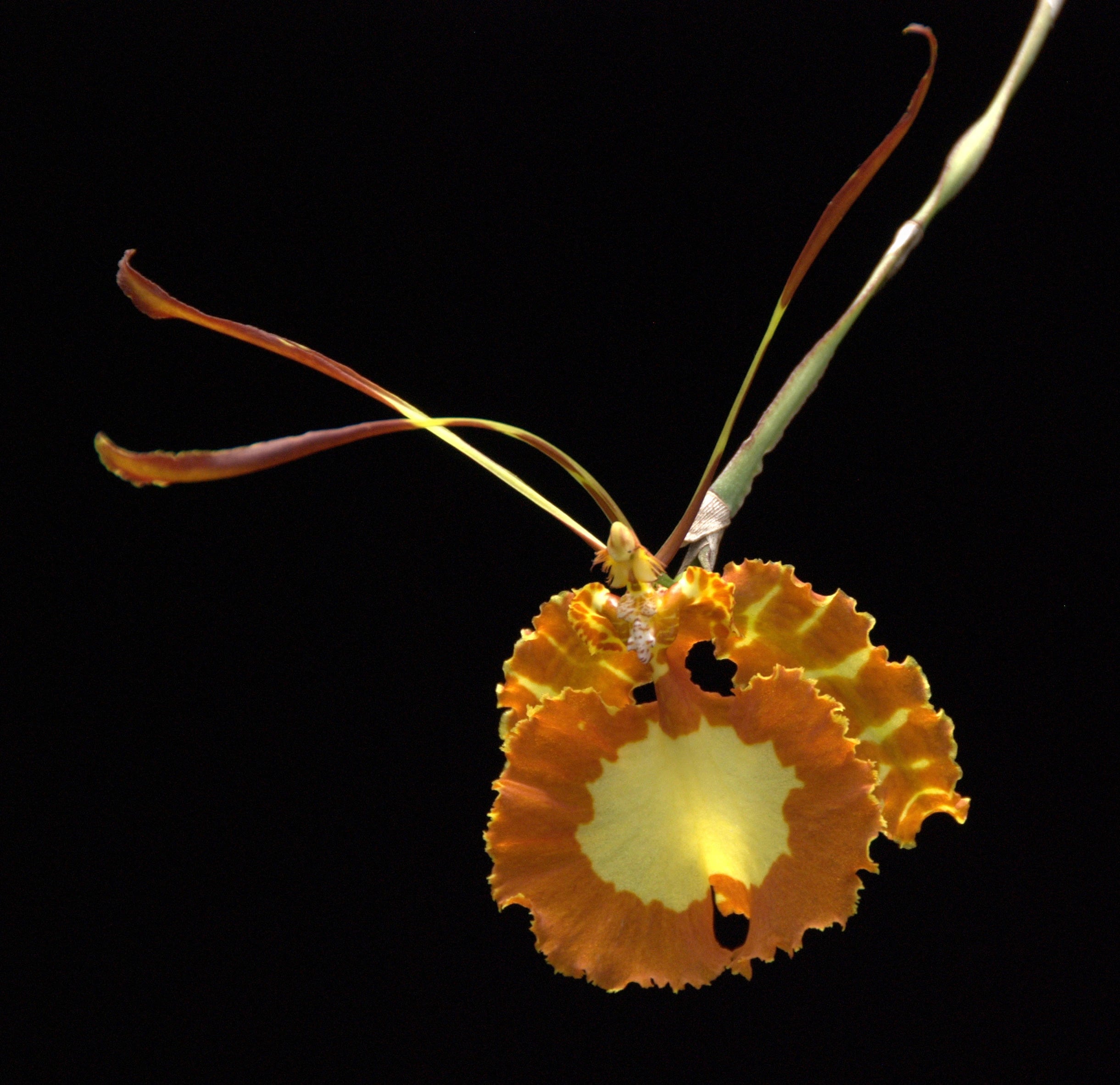 Our Most Popular Orchids – Orchid Alley