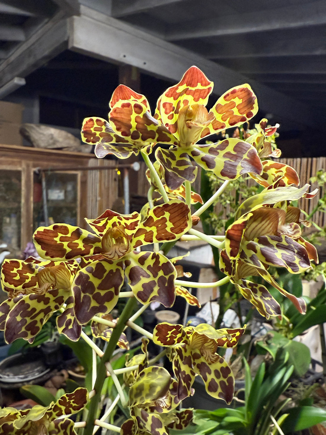 Grammatophyllum scriptum 'Leopard NN' (big monster gram) in a 6-10" po ...