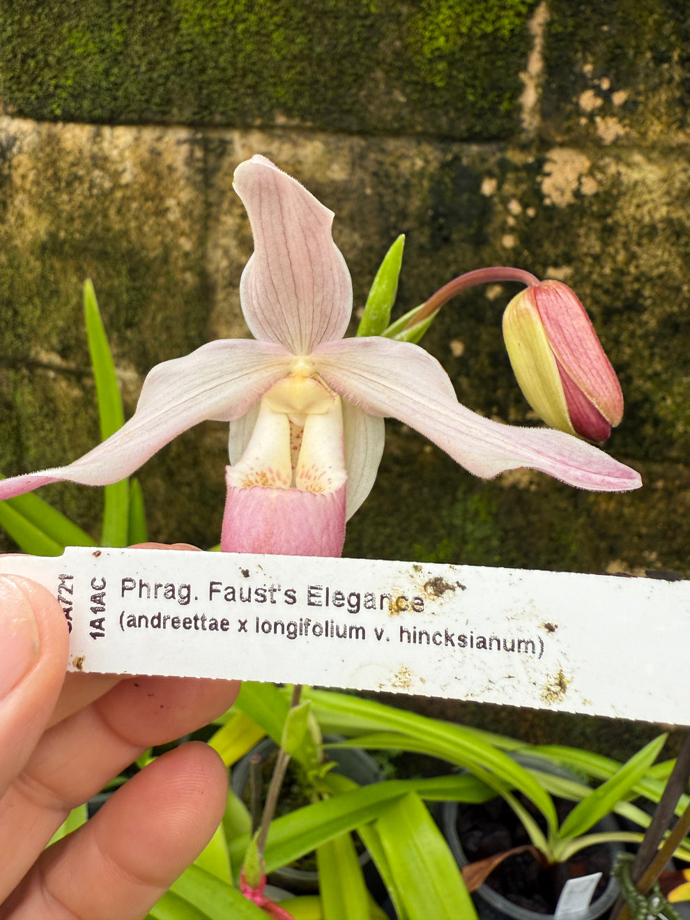 Phrag. Faust's Elegance – Orchid Alley