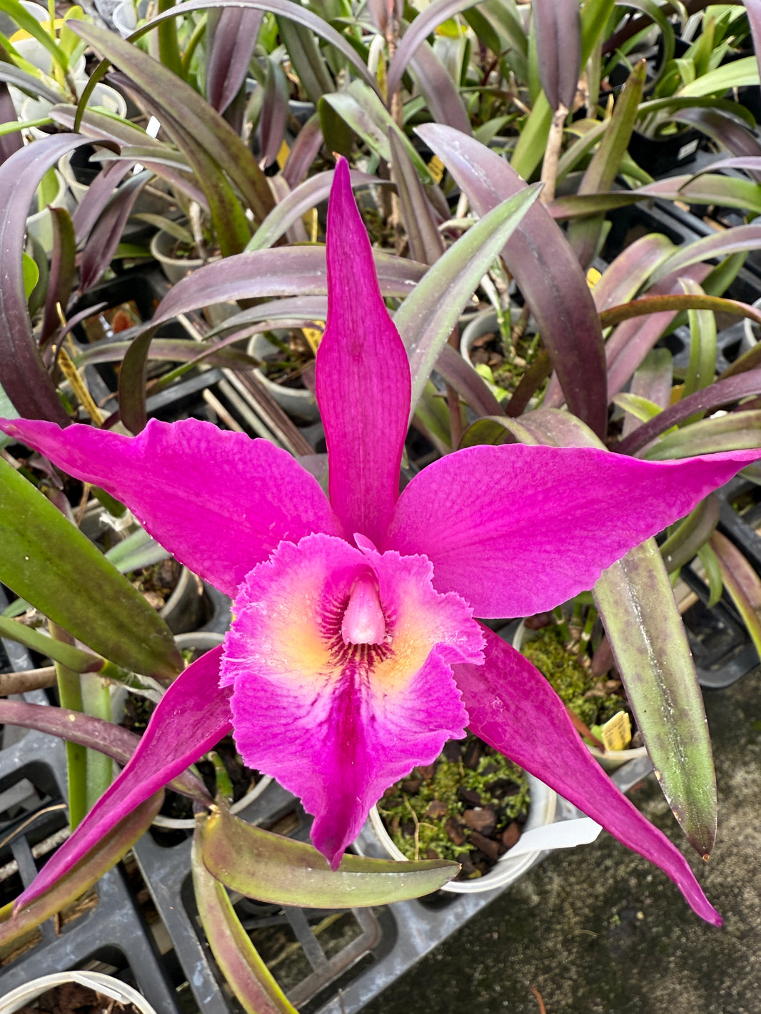 Cattleya Alliance – Orchid Alley